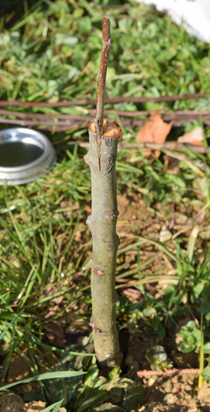 Apprendre à greffer un arbre : 3 techniques de greffe - La Gazette Bio