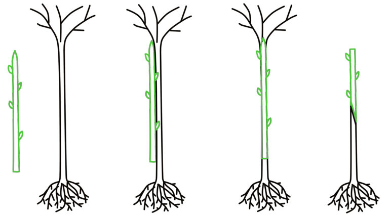 Apprendre à greffer un arbre : 3 techniques de greffe - La Gazette Bio