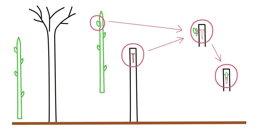 Apprendre à greffer un arbre : 3 techniques de greffe - La Gazette Bio