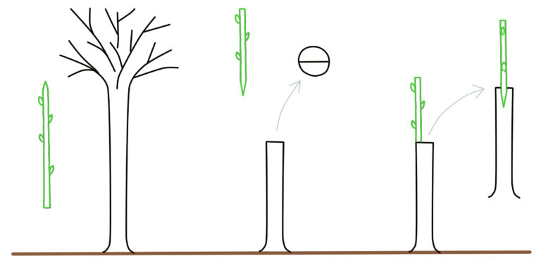 Apprendre à greffer un arbre : 3 techniques de greffe - La Gazette Bio